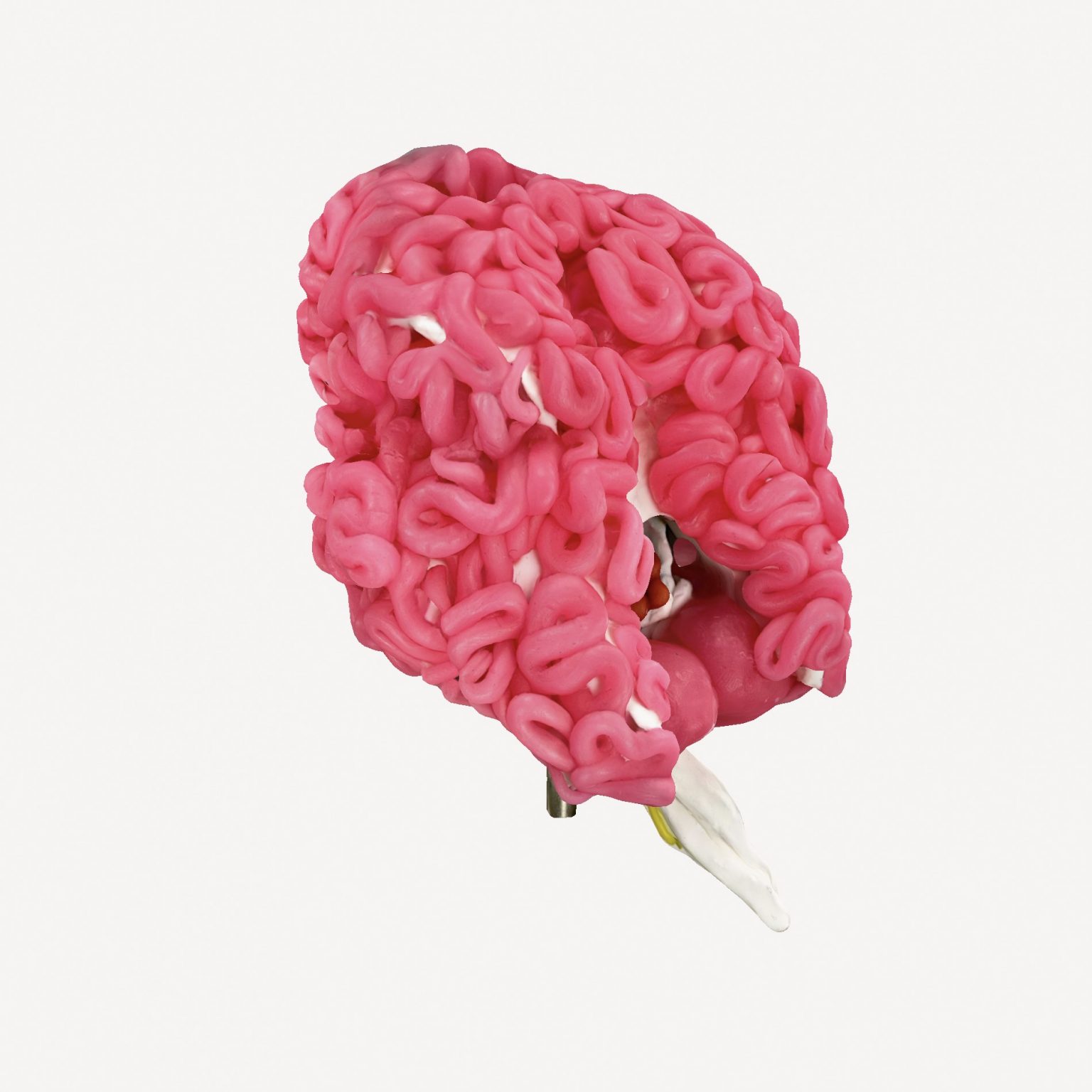 10 Opbouw cerebrum, frontaal, pariëtaal en occipitaal kwab – Brein kleien